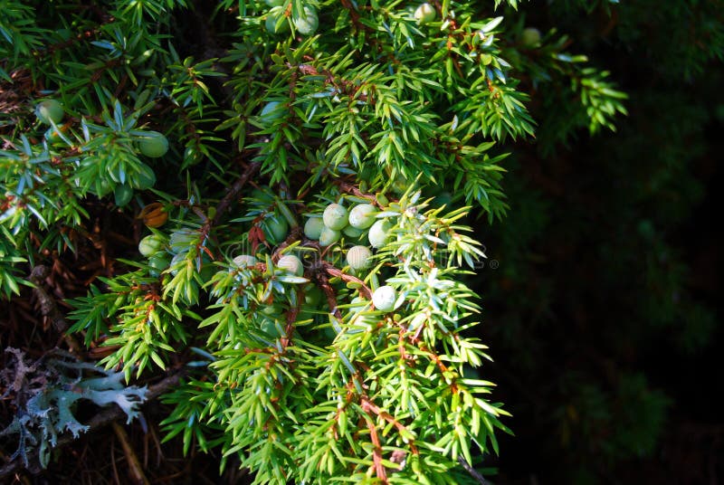 A branch of juniper tree stock image. Image of bush - 143058807