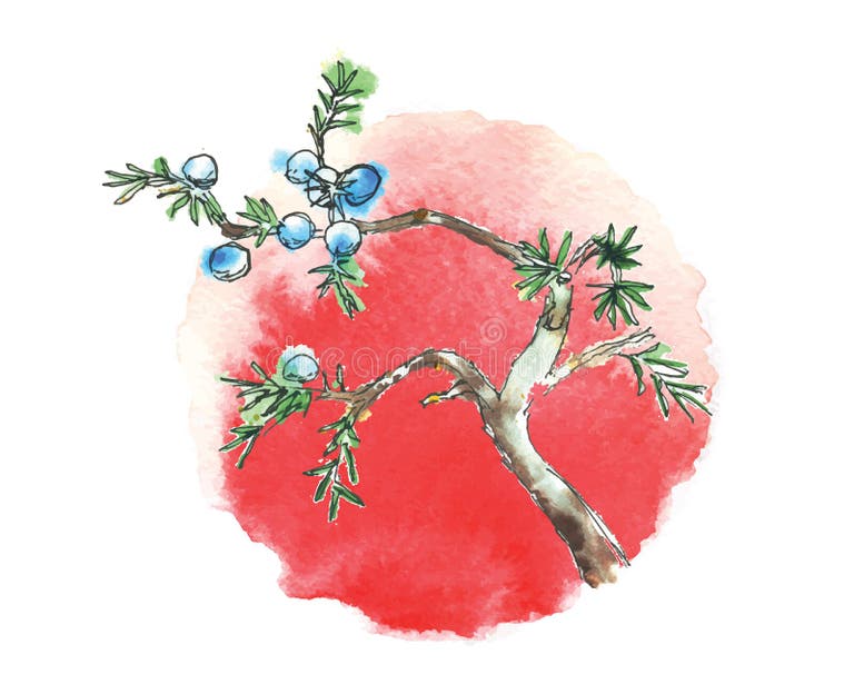 Juniper Tree Stock Illustrations – 4,459 Juniper Tree Stock ...