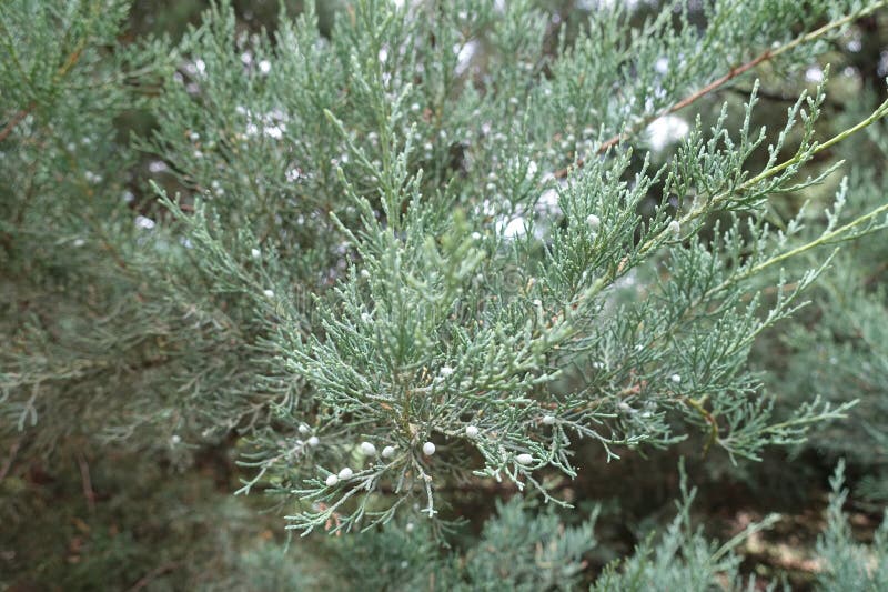 Branch of Juniperus Pfitzeriana with Berry-like Cones in July Stock ...