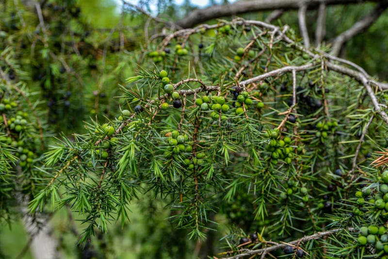 A Branch of Junpier with Berries in Different Ripening Stages Stock ...