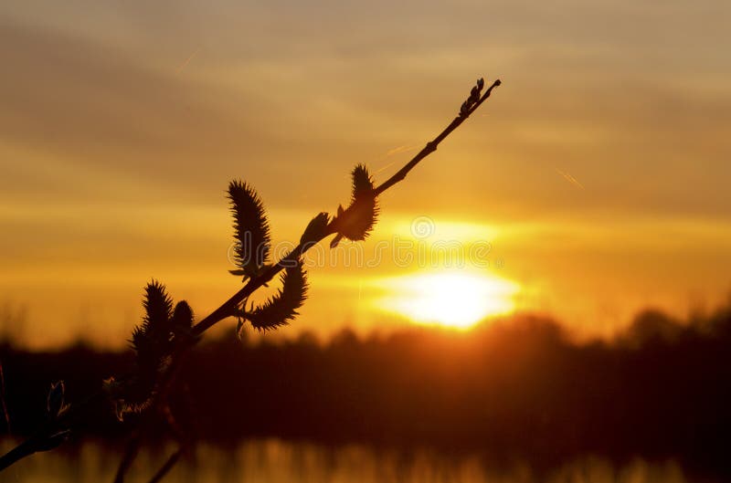 Branch Just before Spring at Sunset and a Spider Web Stock Image ...