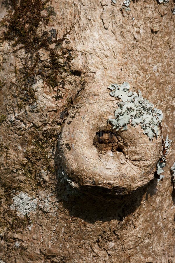 Tree Trunk Bark Showing a Branch Knot Stock Photo - Image of branch ...