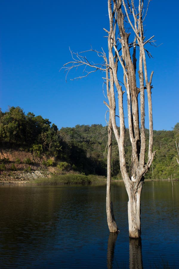 Branch in lake stock photo. Image of crown, environment - 29145646