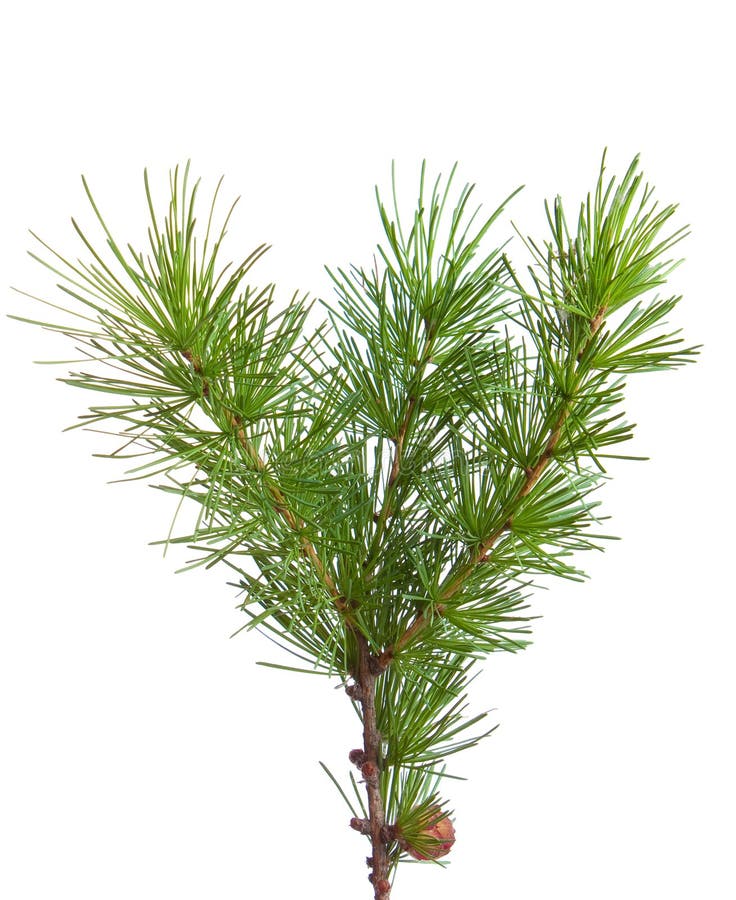 The branch of larch stock image. Image of christmas, green - 14737475