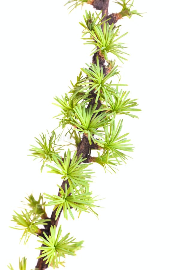 Branch of a larch stock photo. Image of tree, coniferous - 78896718