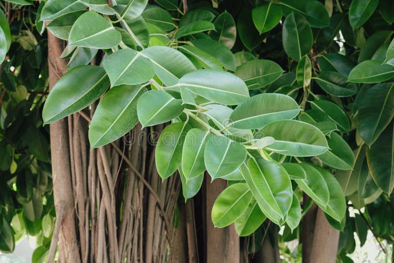 Ficus Rubbery - a Large Evergreen Tree with a Spreading Crown Stock ...