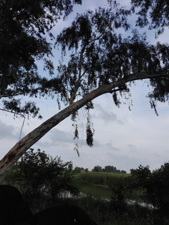A Branch of Large Tree and Grass and Water Under the Tree. Stock Image ...