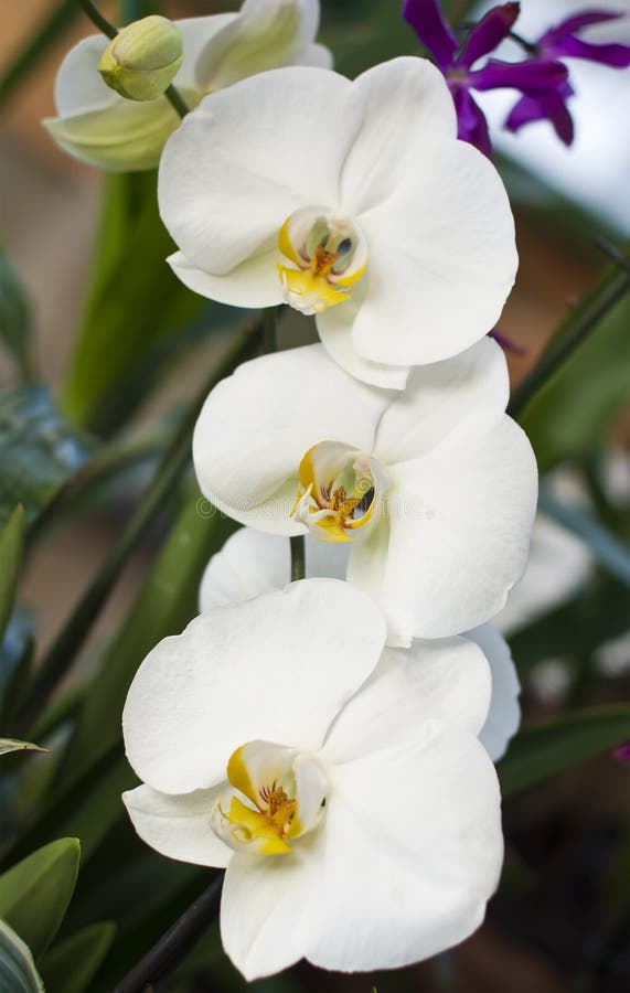 Branch of Large White Orchids Stock Photo - Image of orchid, nursery ...
