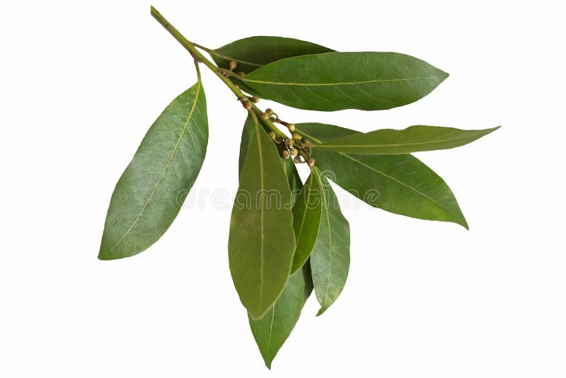 A Branch of Laurel Isolated on White Background Stock Image - Image of ...