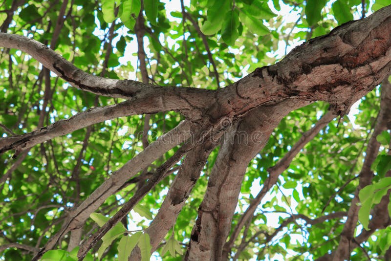 Branch Leaf of Tree Beautiful in the Forest, Bottom View Stock Image ...