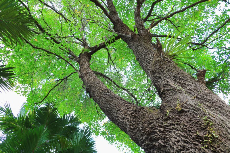 Branch Leaf of Tree Beautiful in the Forest, Bottom View on White ...
