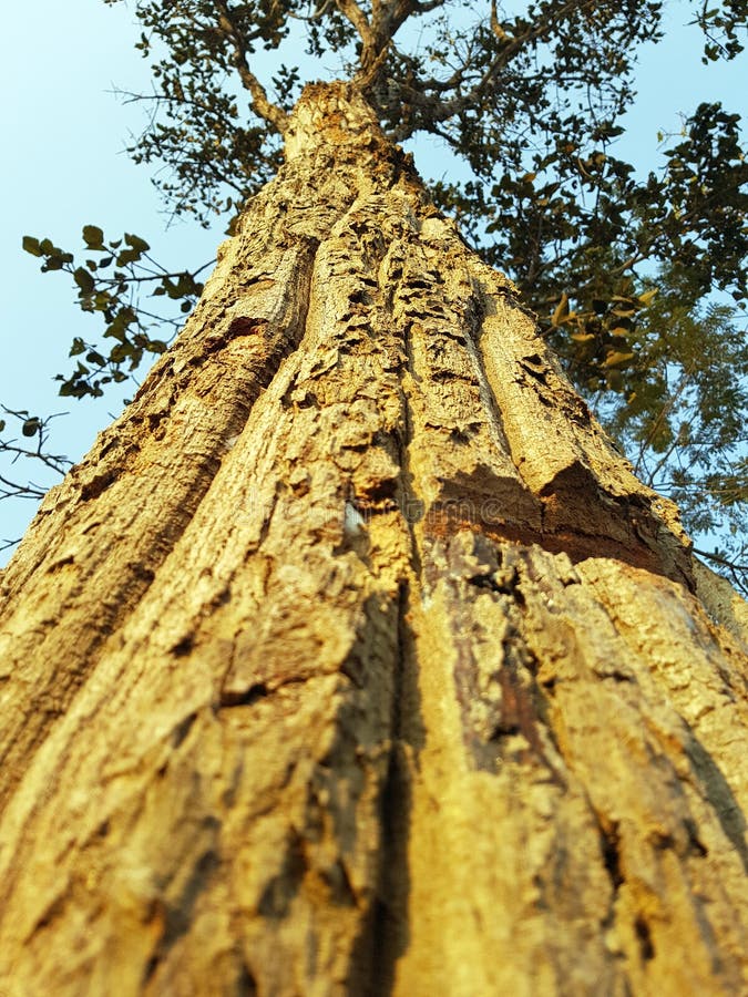 The Forest Bottom View on White Background with Copy Space Add T Stock ...