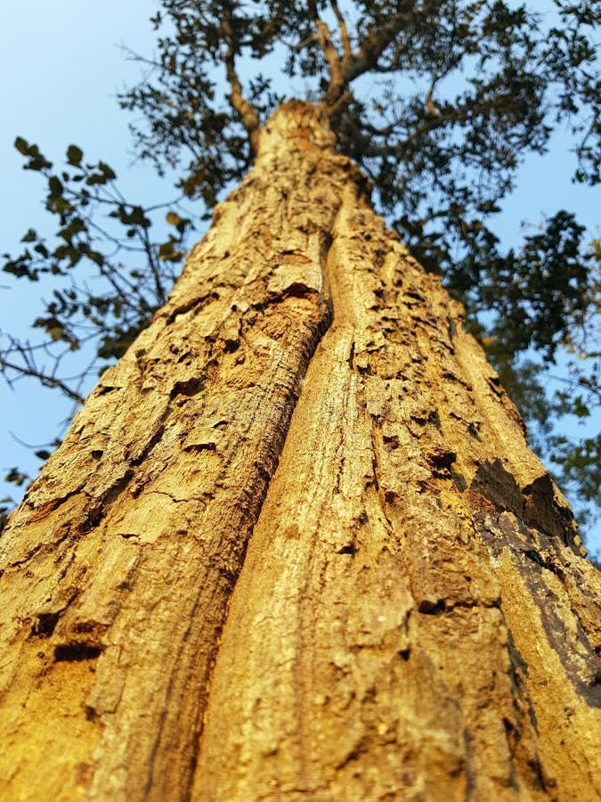 The Forest Bottom View on White Background with Copy Space Add T Stock ...