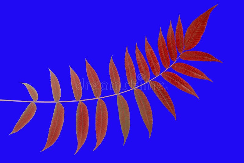 Branch with Leaves on a Blue Background. Vegetation and Botany Stock ...