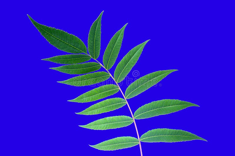 Branch with Leaves on a Blue Background. Vegetation and Botany Stock ...