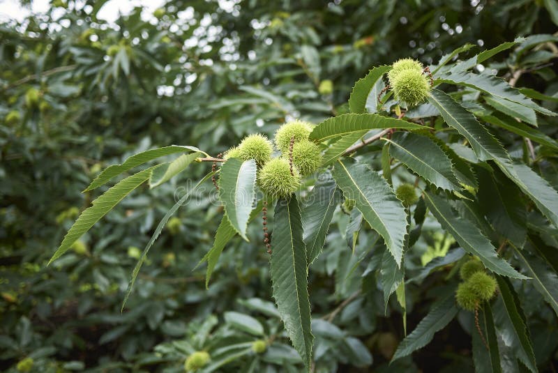 Castanea sativa tree stock photo. Image of botanical - 111266260