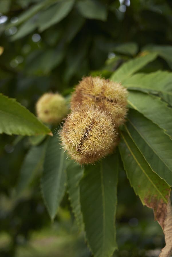 Castanea sativa tree stock image. Image of countryside - 111266319