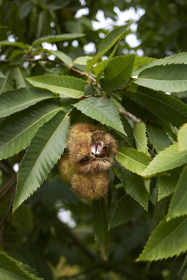 Castanea sativa tree stock photo. Image of countryside - 111266346