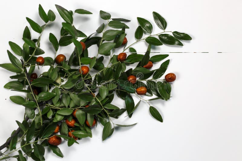 Branch with Leaves and Fruits of the Date Tree Stock Image - Image of ...