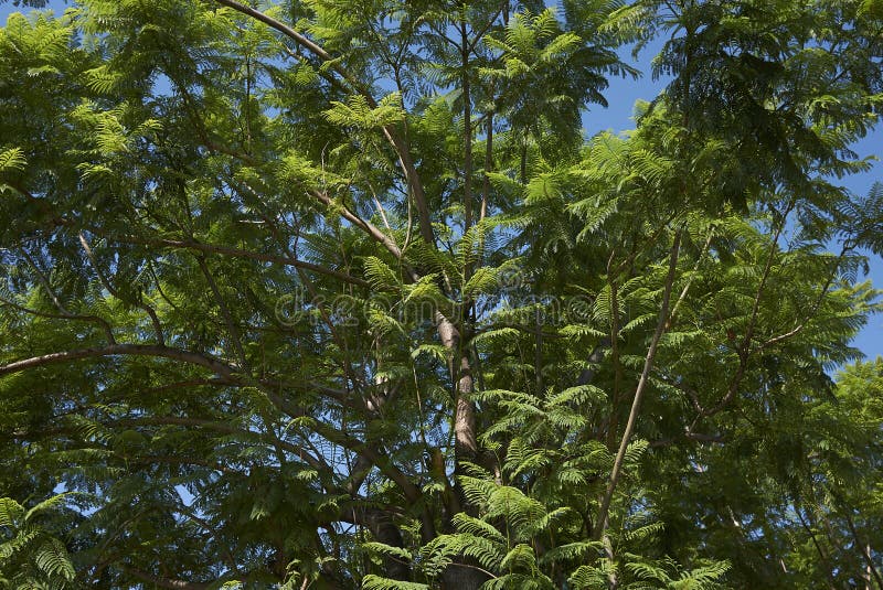 Branch with Leaves of Jacaranda Mimosifolia Stock Photo - Image of ...