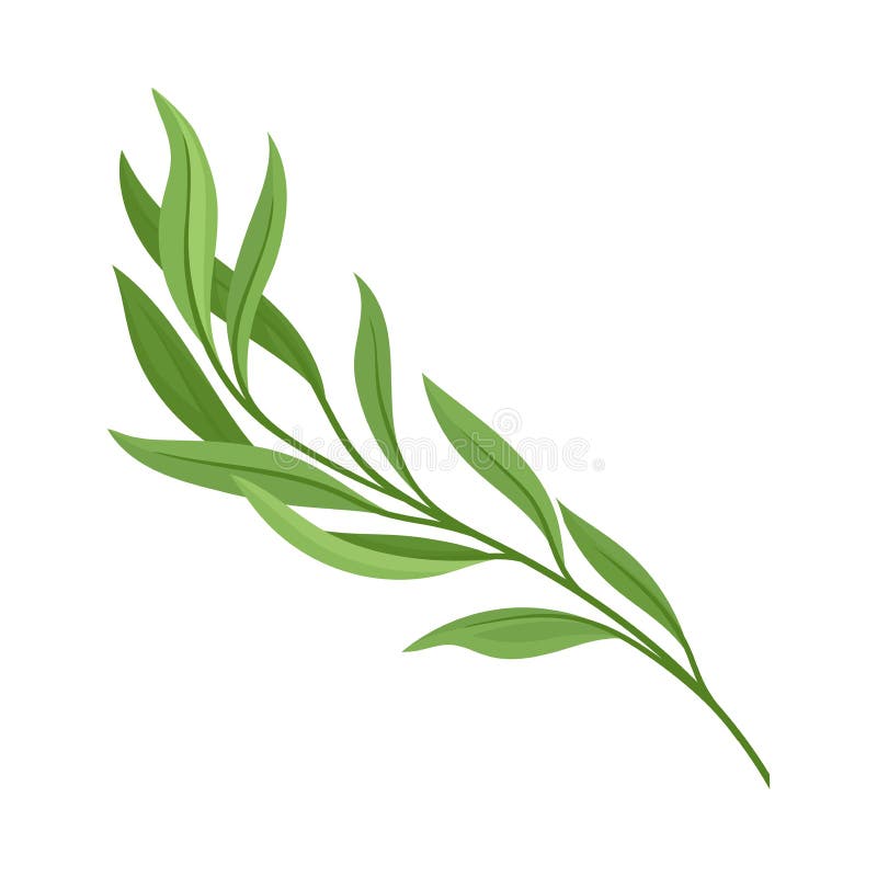 Thin Branch Leaves Stock Illustrations – 10,739 Thin Branch Leaves ...