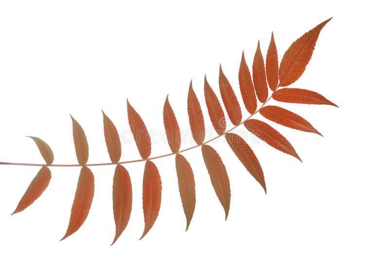 Branch with Leaves on a White Background. Vegetation and Botany Stock ...