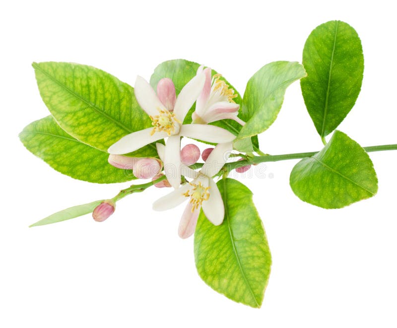 Parts of Plant. Morphology of Lemon Tree with Fruits, Flowers, Green ...