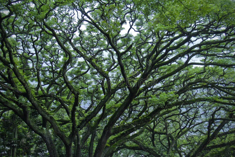 Branch of life stock photo. Image of tree, nature, twigs - 49375138