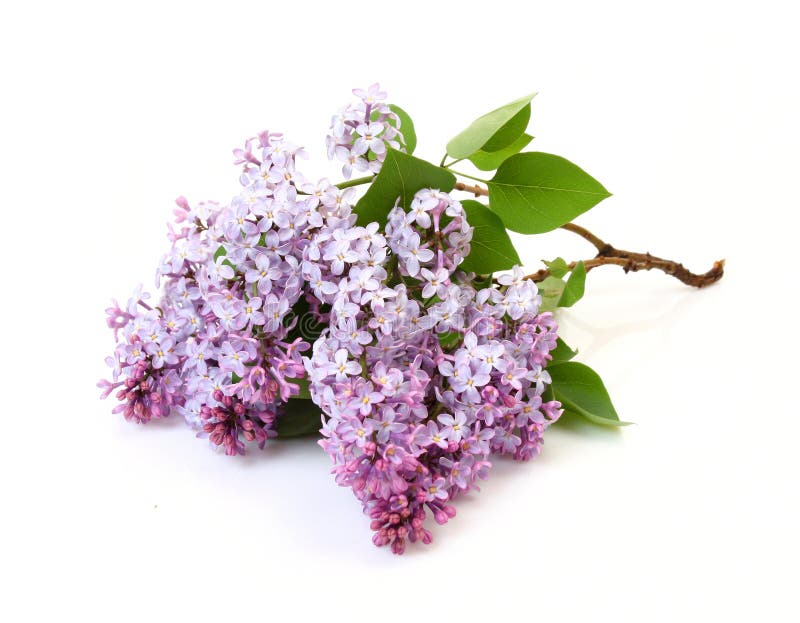 Branch of a lilac stock image. Image of harmony, isolated - 18020845