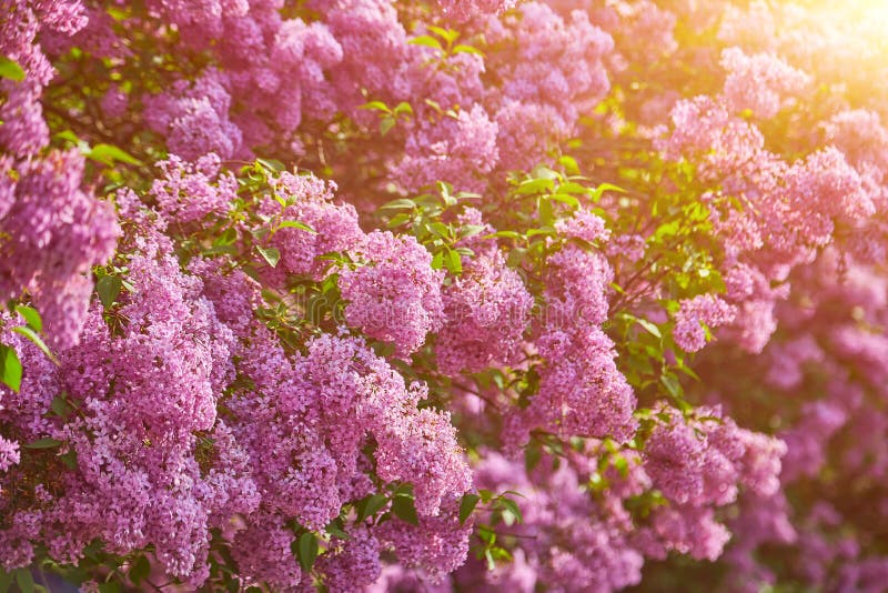 A Branch of Lilac Lilac on a Background of Green Leaves Stock Image ...