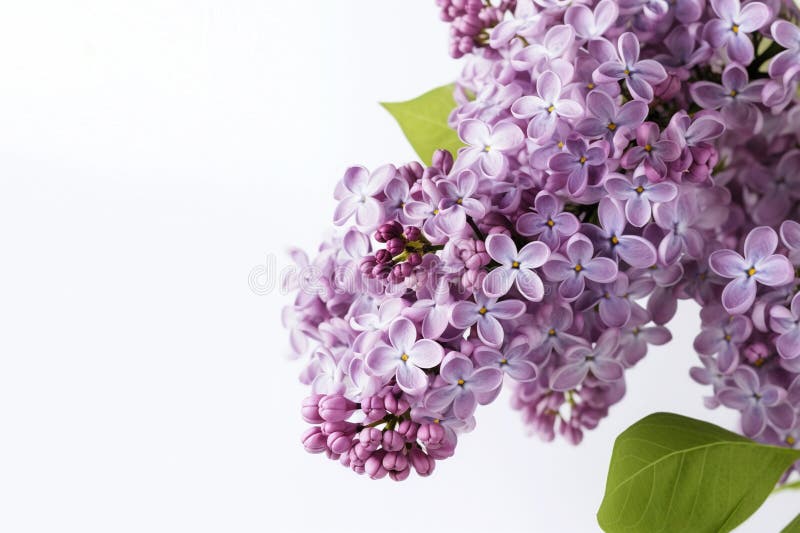 A Branch of Lilac with Small Purple Flowers, on a White Background ...