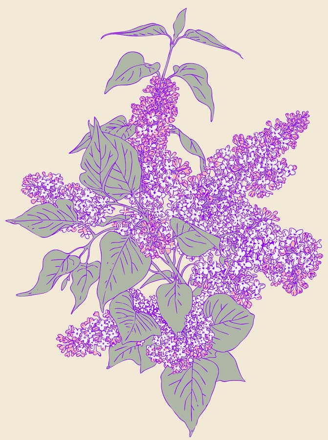 Branch of lilac. stock vector. Illustration of nature - 54065868