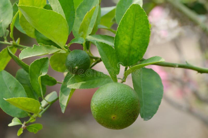 Branch of lime tree stock image. Image of bunch, plant - 69278623