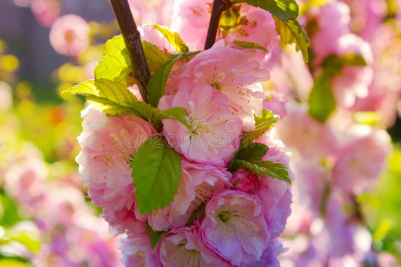 Branch with Little Pink Flowers, Blossoming Flowers in the Garden at ... Branch with Little Pink Flowers, Blossoming Flowers in the Garden at ...
