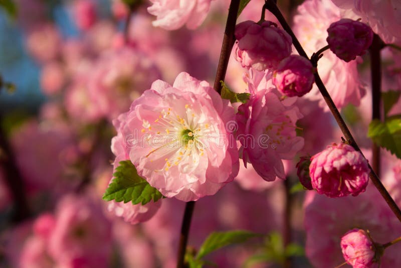 Branch with Little Pink Flowers, Blossoming Flowers in the Garden at ... Branch with Little Pink Flowers, Blossoming Flowers in the Garden at ...