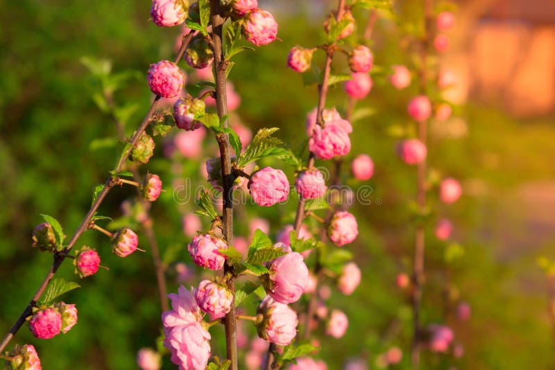 Branch with Little Pink Flowers Twig Shrub with Small Pink Flowers ... Branch with Little Pink Flowers Twig Shrub with Small Pink Flowers ...