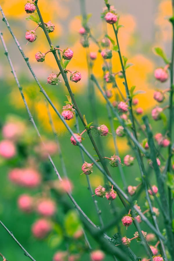 Branch With Little Pink Flowers Twig Shrub With Small Pink Flowers ... Branch With Little Pink Flowers Twig Shrub With Small Pink Flowers ...