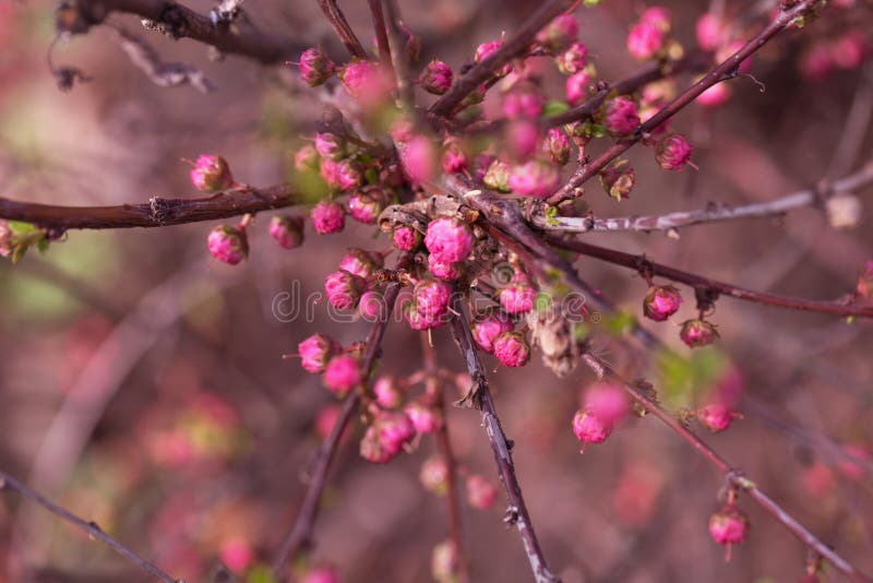 Branch with Little Pink Flowers Twig Shrub with Small Pink Flowers ... Branch with Little Pink Flowers Twig Shrub with Small Pink Flowers ...
