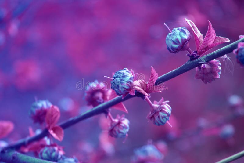 Branch with Little Pink Flowers. Twig Shrub with Small Pink Flowers ... Branch with Little Pink Flowers. Twig Shrub with Small Pink Flowers ...
