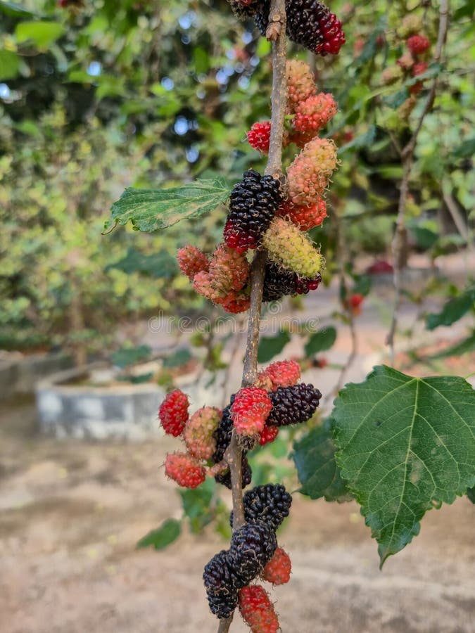 Love Pies Tropical Stock Photos - Free & Royalty-Free Stock Photos from ...