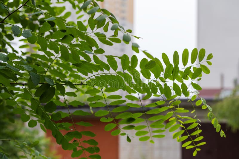 Branch of the Locust Tree on a Blurred Background of Buildings Stock ...
