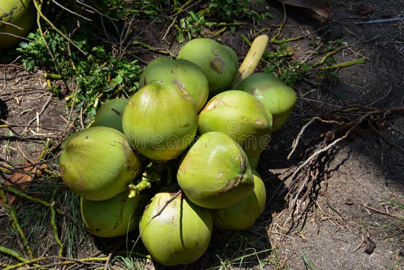 Lots of Coconuts Background. Ai Generated Image Stock Photo - Image of ...