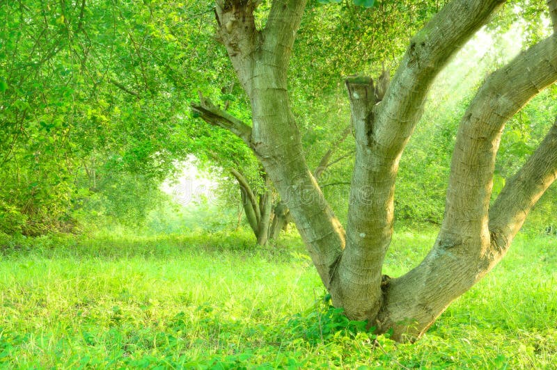 Branch Lush Green Tree with Sunlight, Low Angle Shot Stock Photo ...