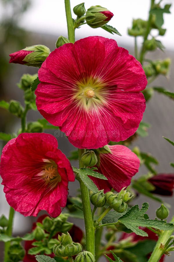 A Branch of Mallow with Red Flowers in the Garden on a Flower Bed ...