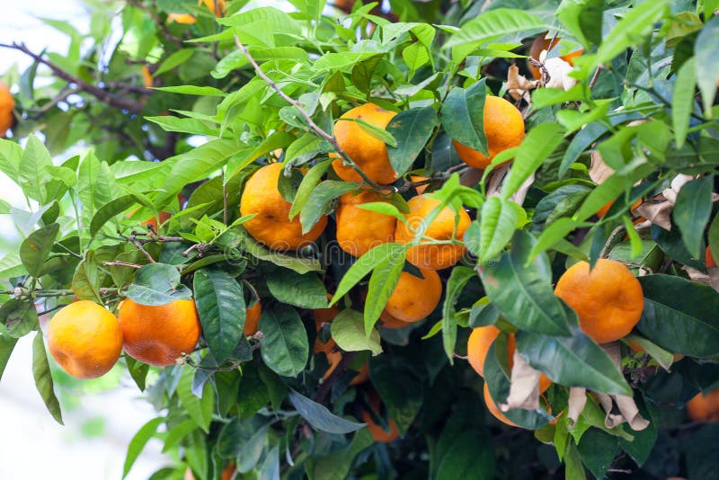 Branch with mandarin stock image. Image of plant, juicy - 38682097