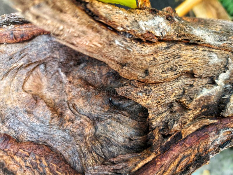 The Branch of a Mango Tree is Broken and New Shoots are Growing Stock ...