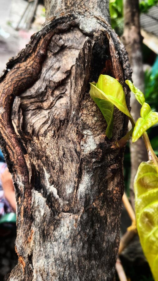 The Branch of a Mango Tree is Broken and New Shoots are Growing Stock ...
