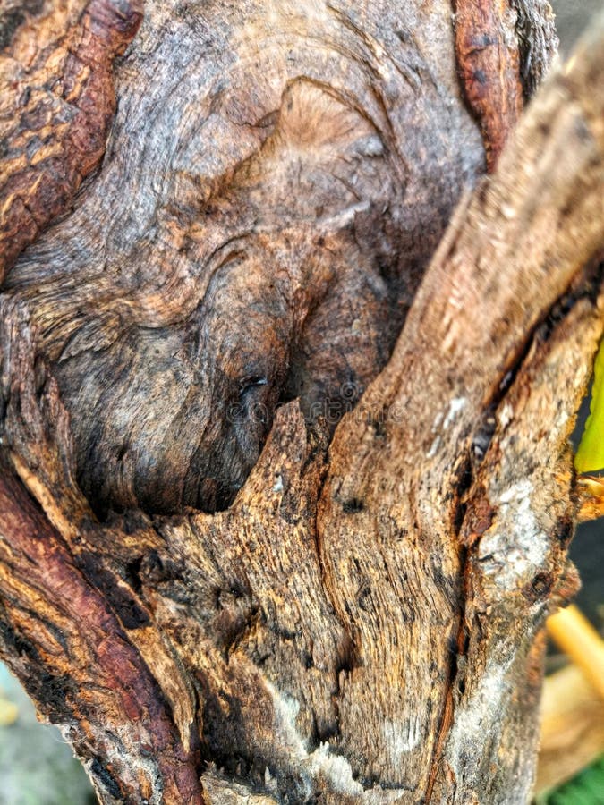 The Branch of a Mango Tree is Broken and New Shoots are Growing Stock ...