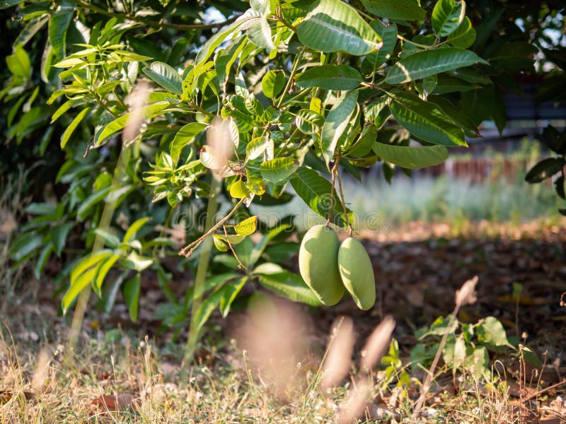 Branch of a Mango Tree with Fruits. Green Mango Photographed Close-up ...