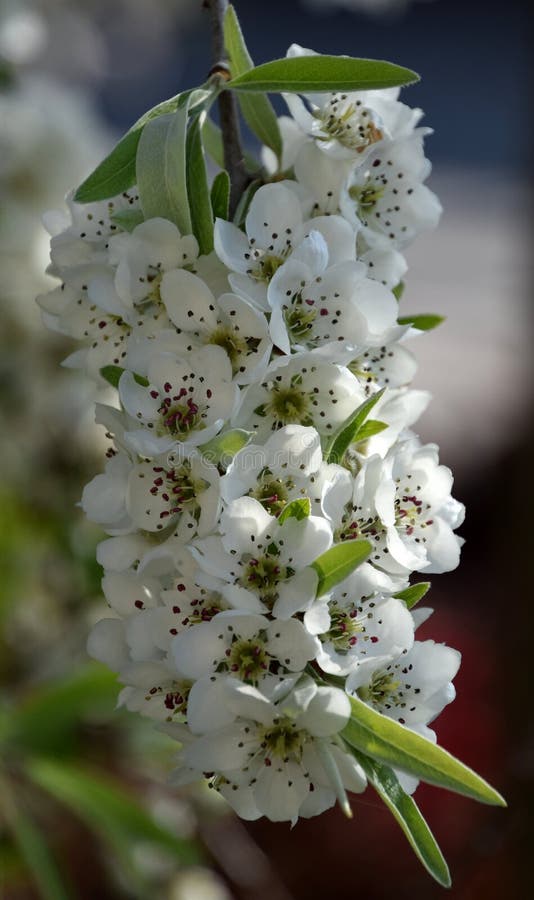 Branch in Bloom, White Blooms on Spring Stock Image - Image of blossom ...